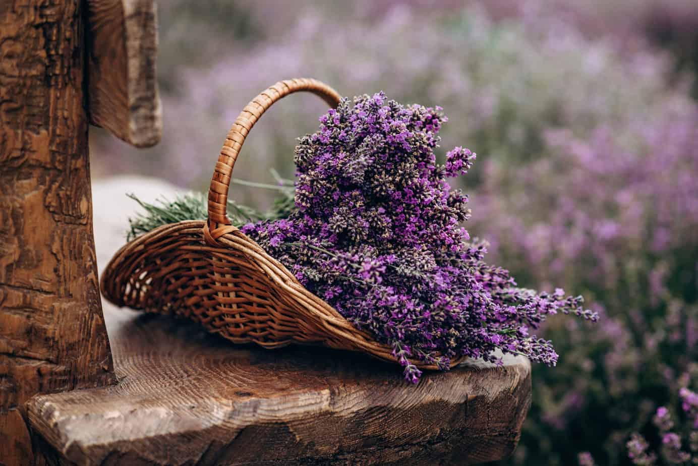 How to Grow a Tea Garden and Brew its Tea - 31 Daily